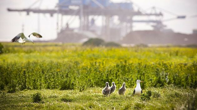 Nature and biodiversity in the ports | Port of Rotterdam