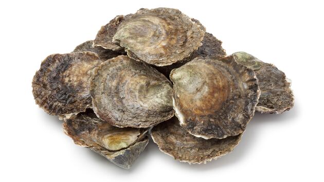 Platte oesters ontdekt in Rotterdamse haven | Port of Rotterdam